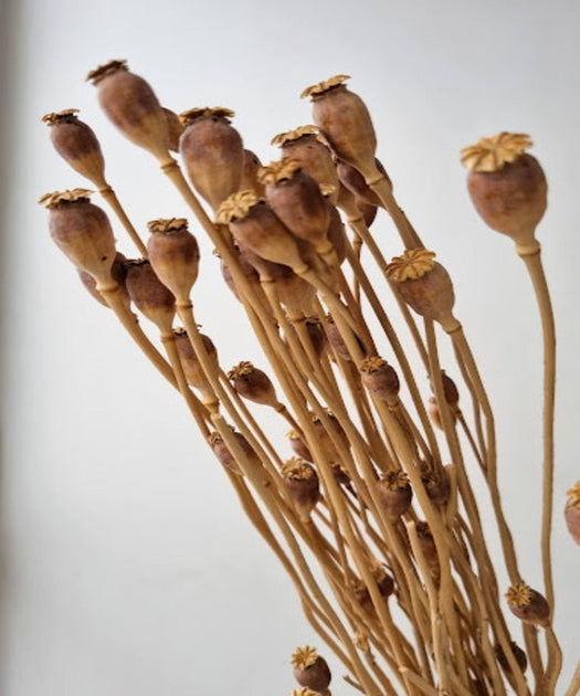 Ramo de Amapolas Secas – Celestinas Floristería